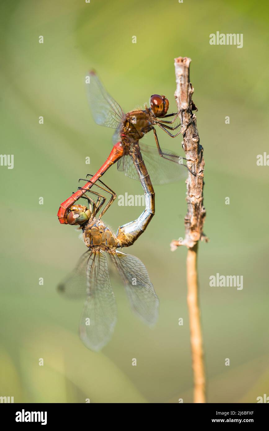The Southern Darter (Sympetrum meridionale) is a species of dragonfly ...