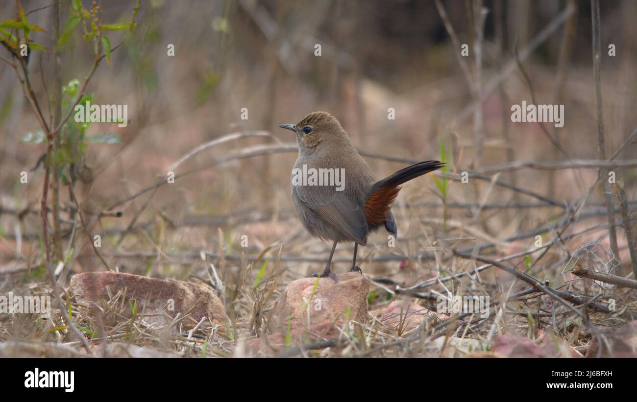 Indian robin hi-res stock photography and images - Alamy