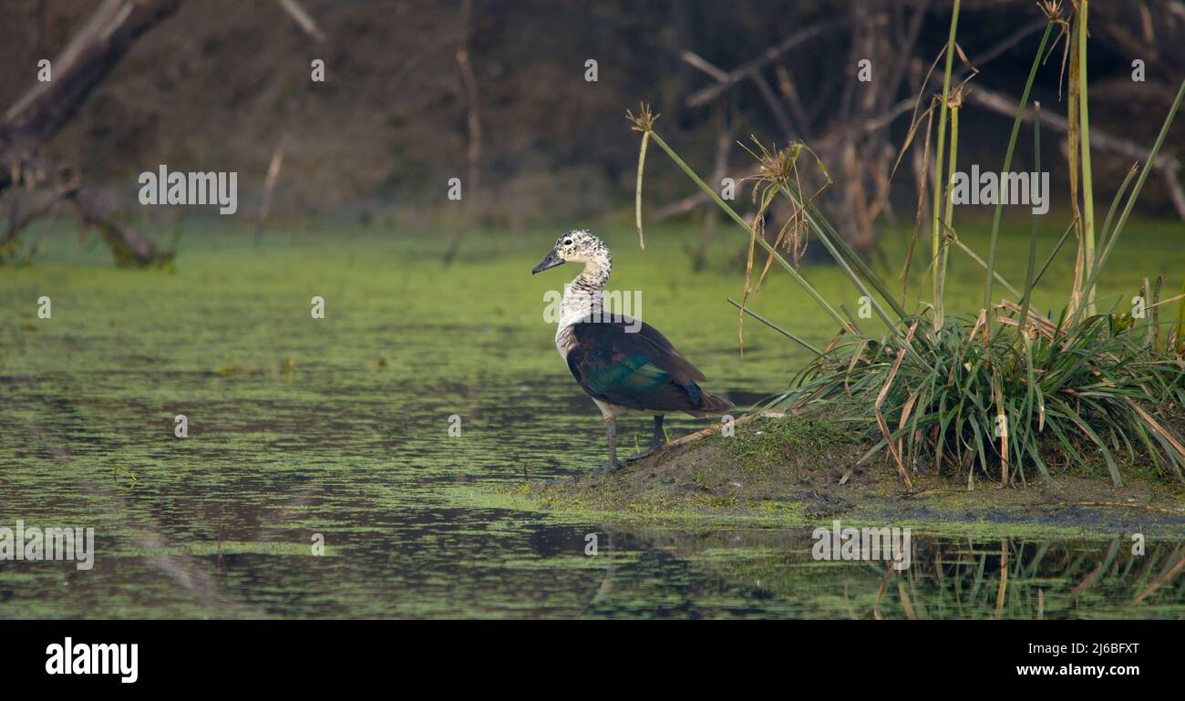 Female comb duck hi-res stock photography and images - Alamy
