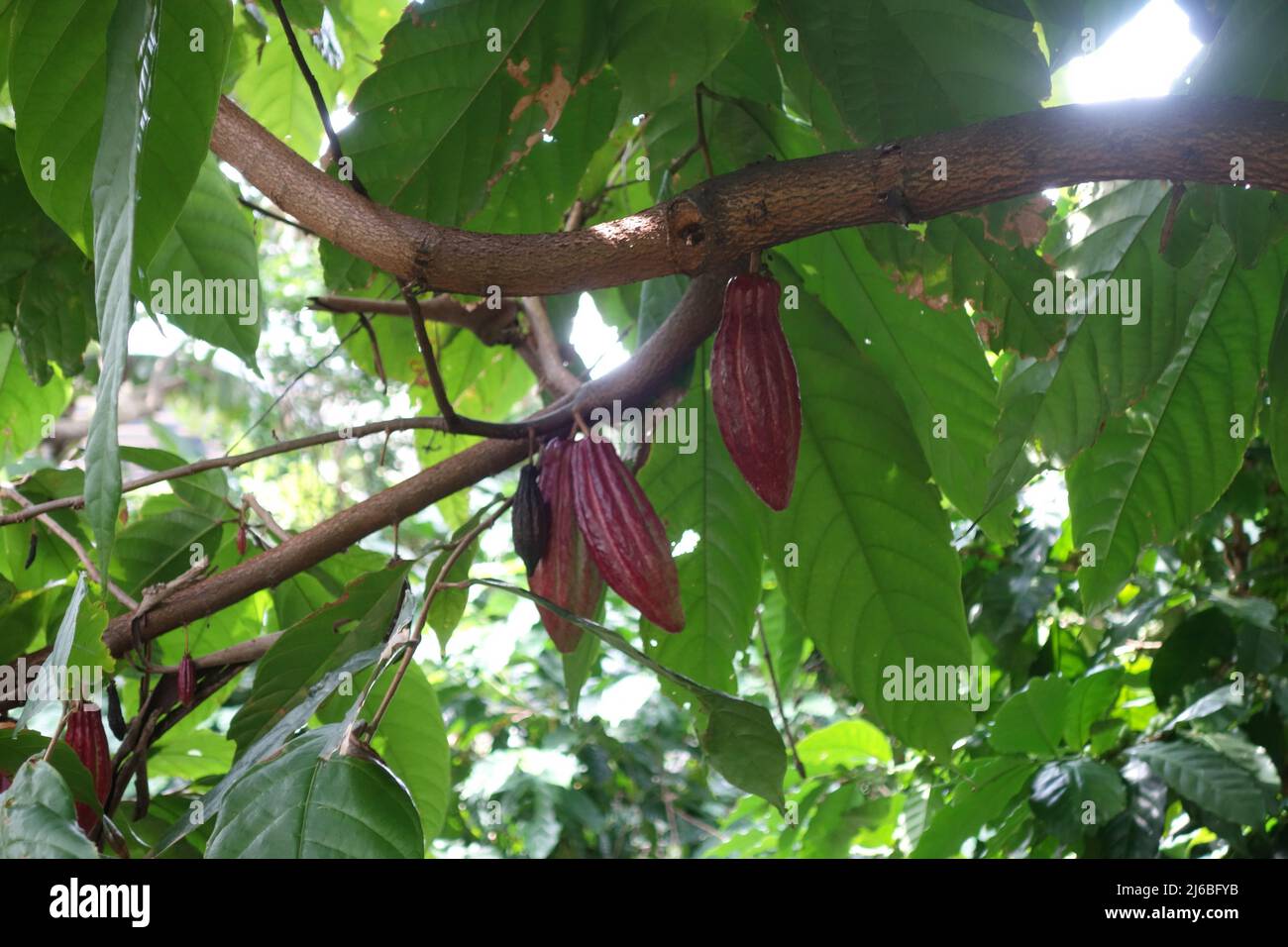 Cocoa nean hi-res stock photography and images - Alamy
