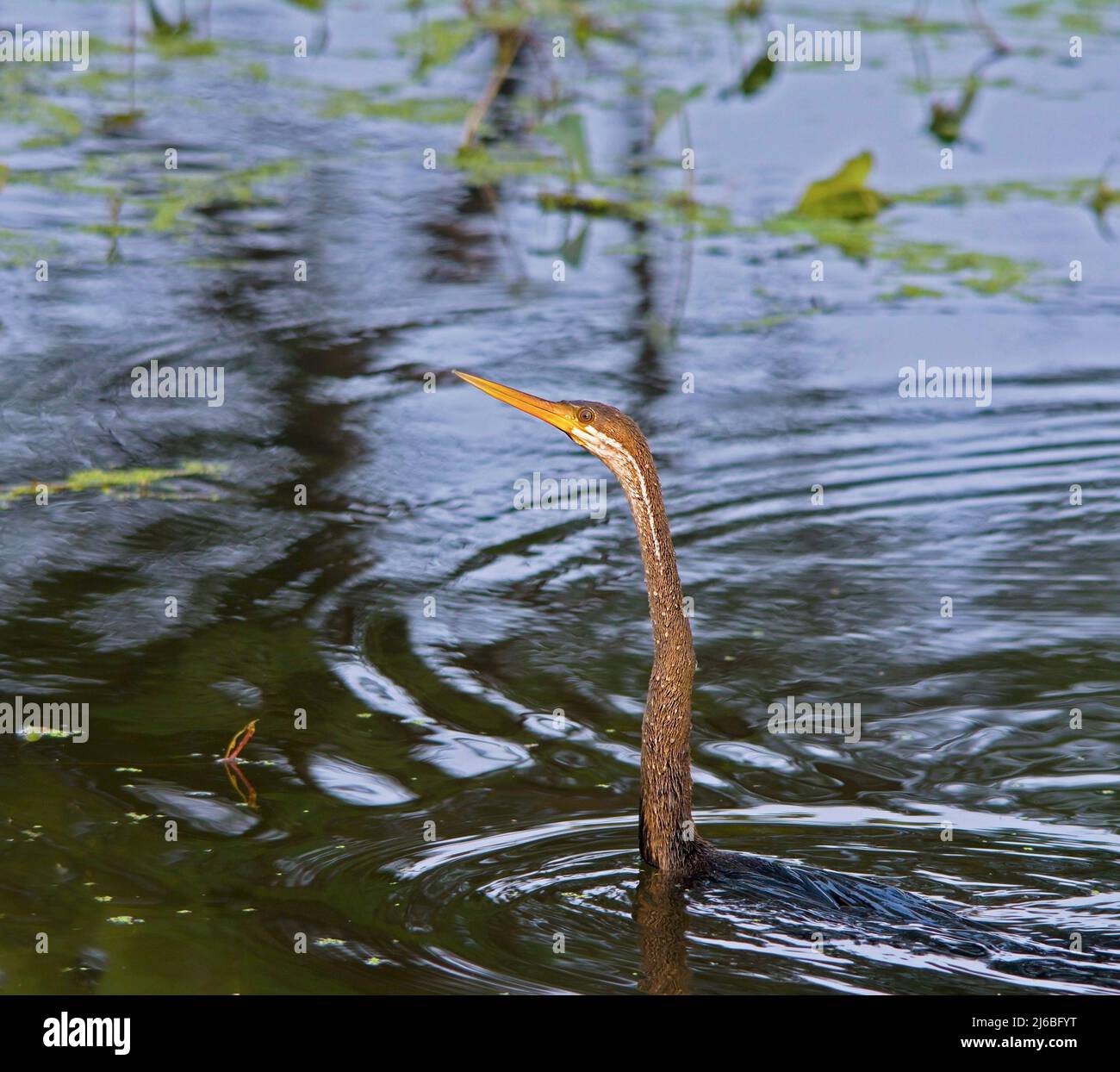 Indian darter snake bird hi-res stock photography and images - Alamy