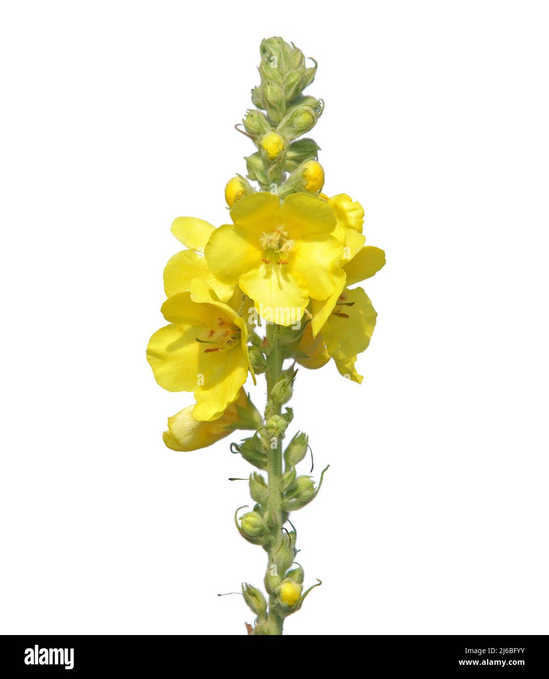 Yellow flower of denseflower mullein isolated on white, Verbascum ...