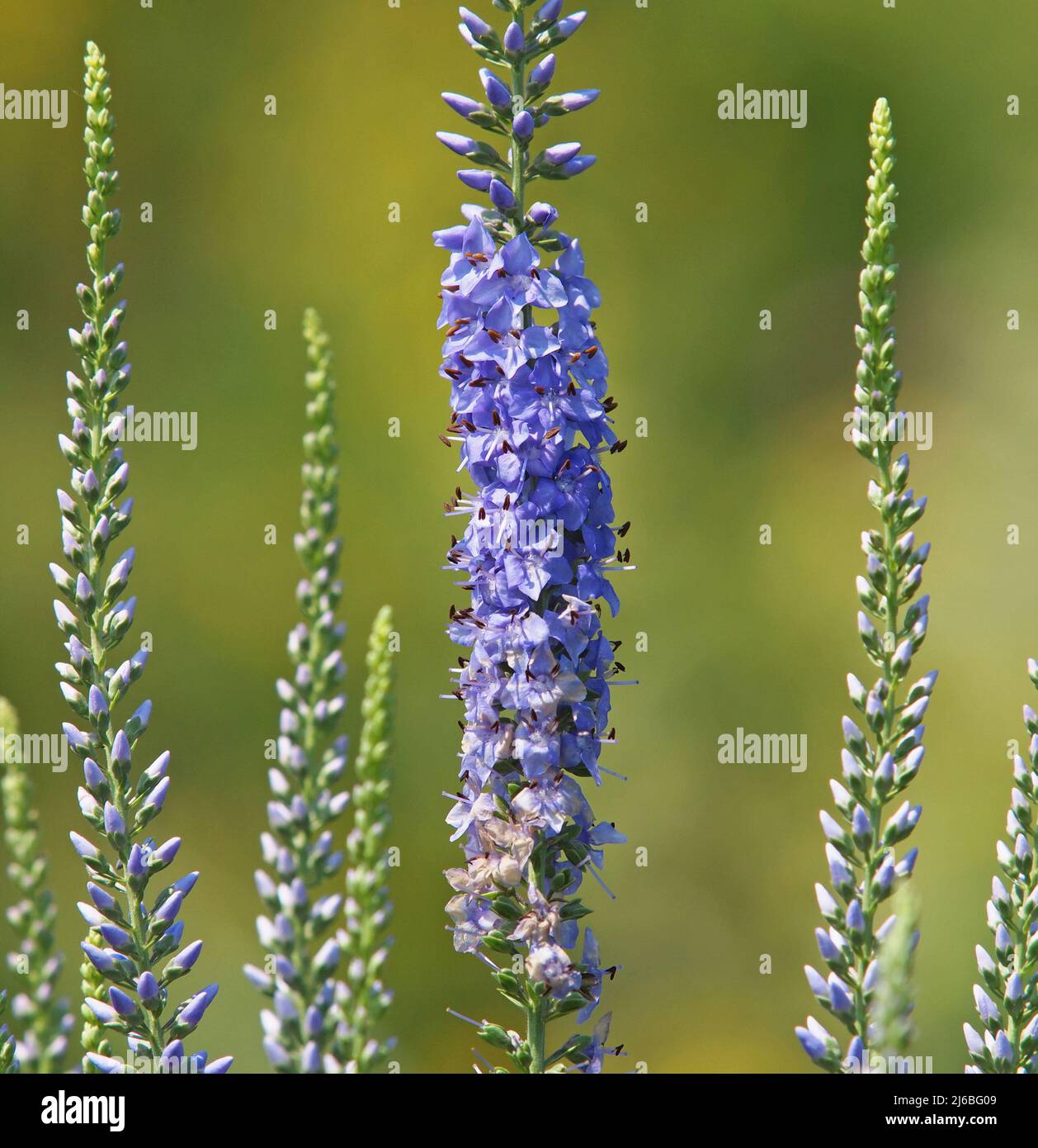 Tall speedwell hi-res stock photography and images - Alamy