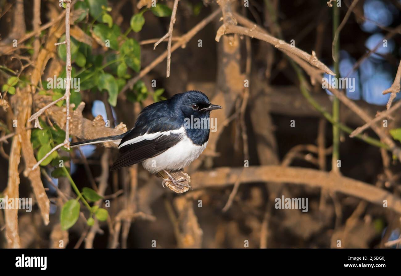 Philippine magpie robin hi-res stock photography and images - Alamy