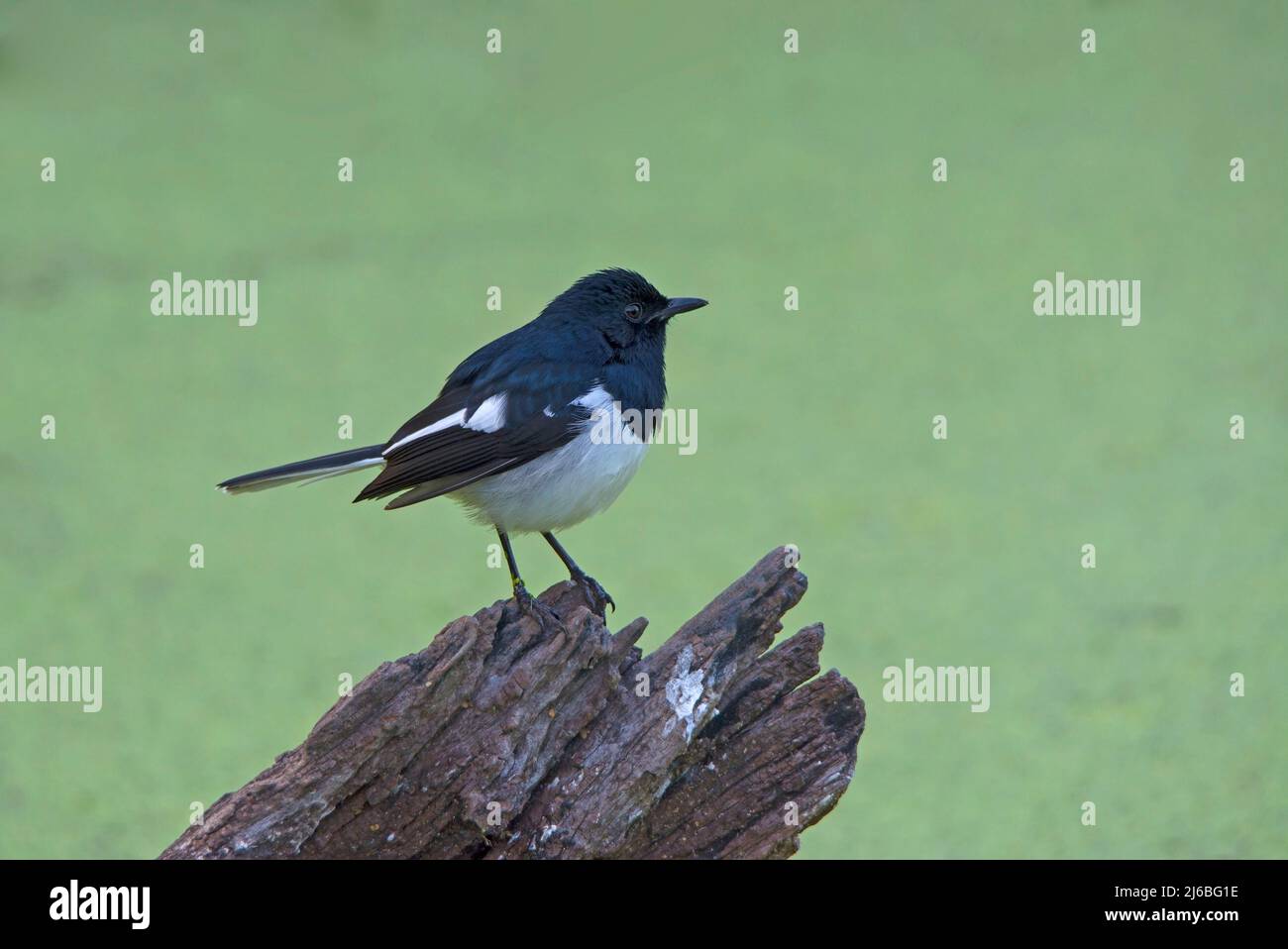 Philippine magpie robin hi-res stock photography and images - Alamy