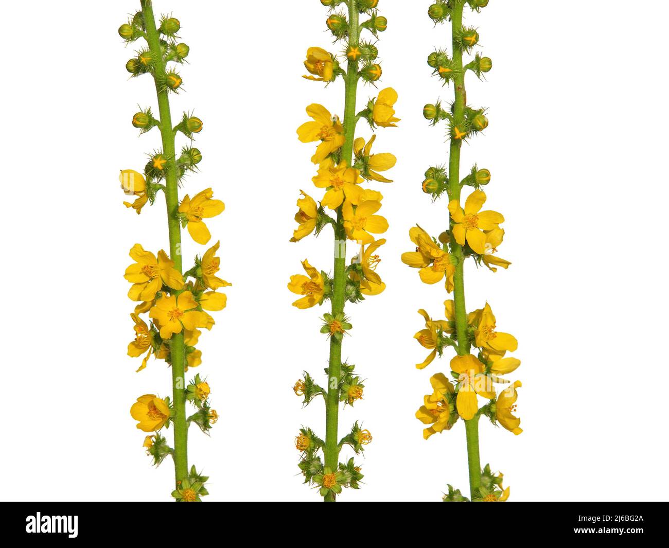 Yellow flower of Common agrimony isolated on white, Agrimonia eupatoria ...