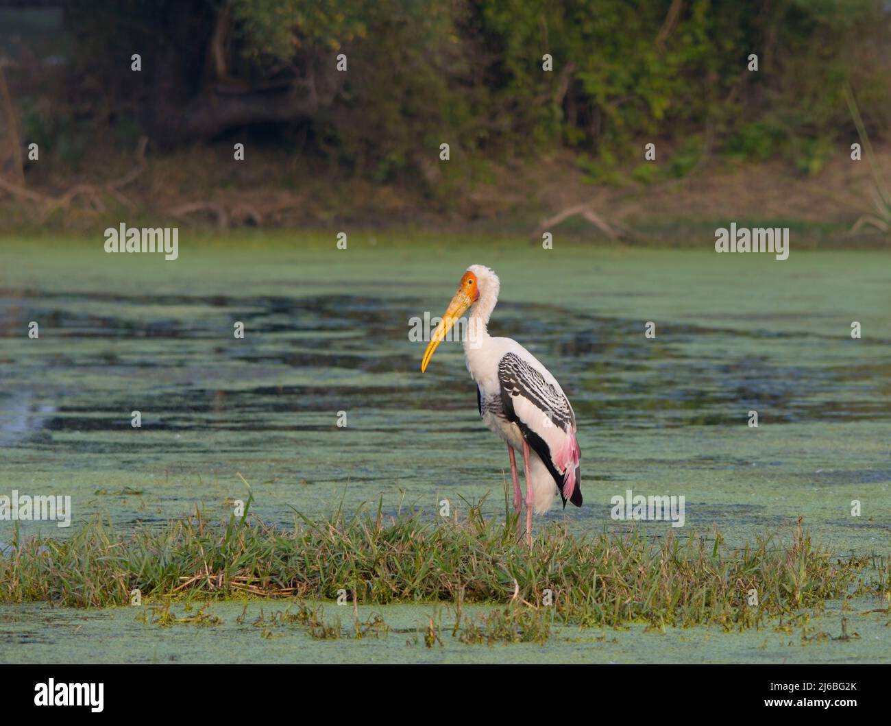Perched in grass hi-res stock photography and images - Alamy