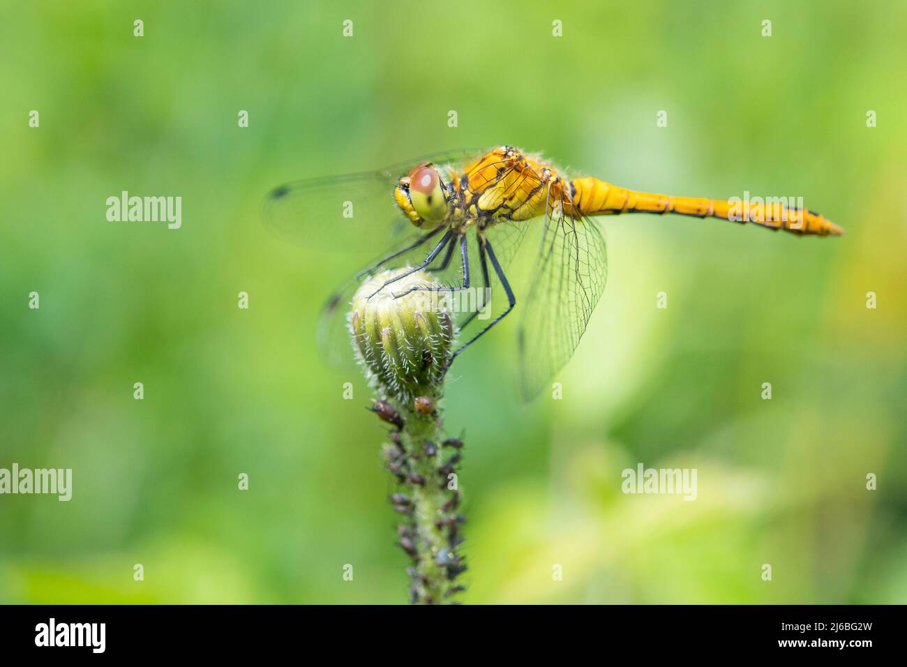 The ruddy darter (Sympetrum sanguineum) is a species of dragonfly of the family Libellulidae ...