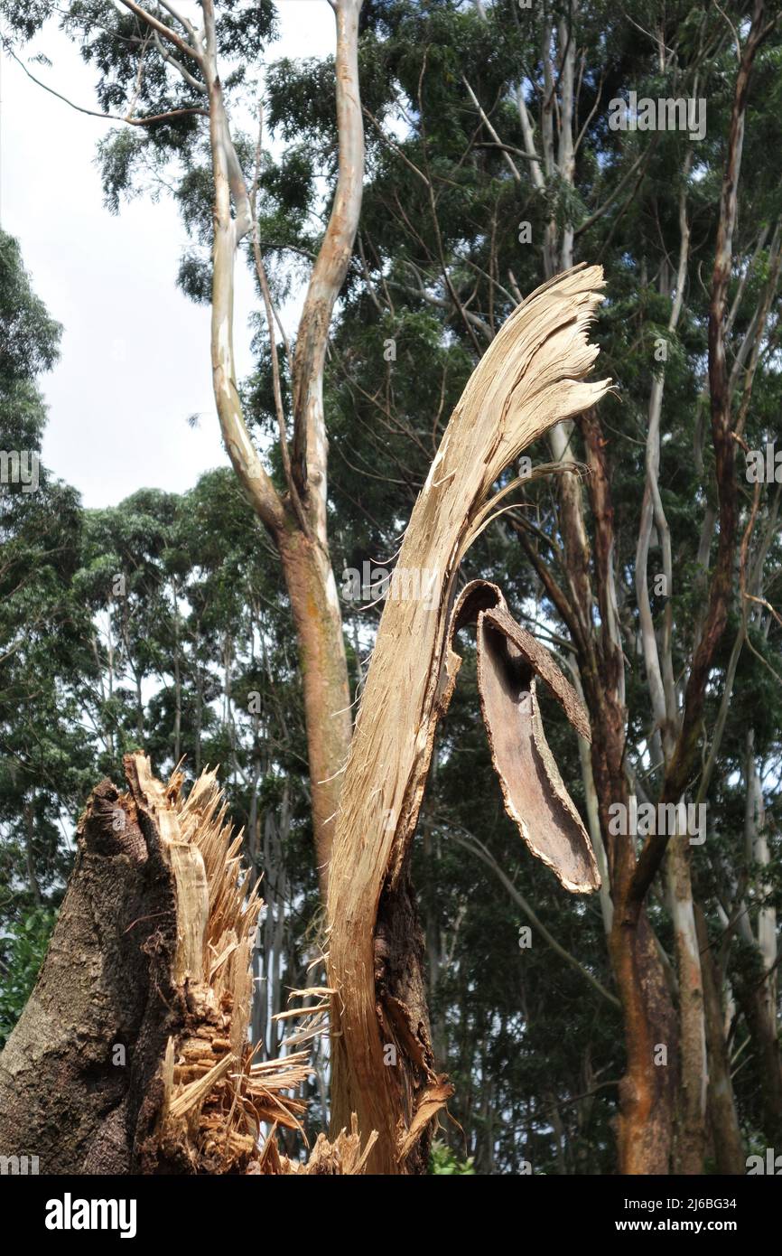 An big tree stump in the rainforest Stock Photo - Alamy