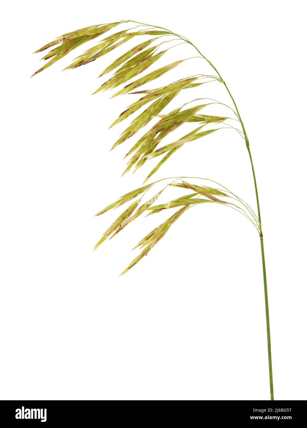 Ear of Brome grass isolated on white background, Bromus grass species ...