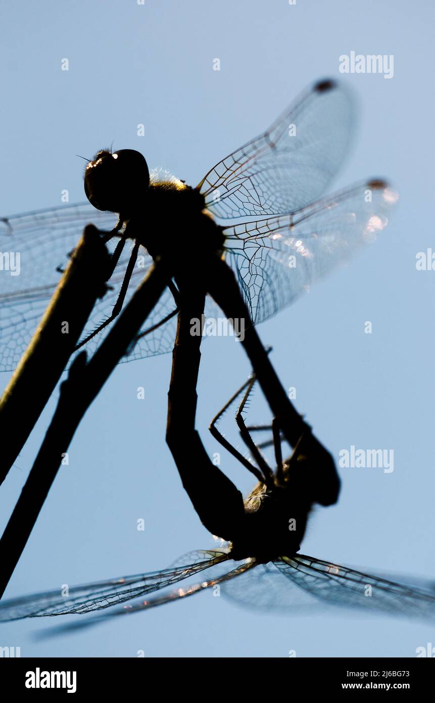 The common darter (Sympetrum striolatum) is a dragonfly of the family ...