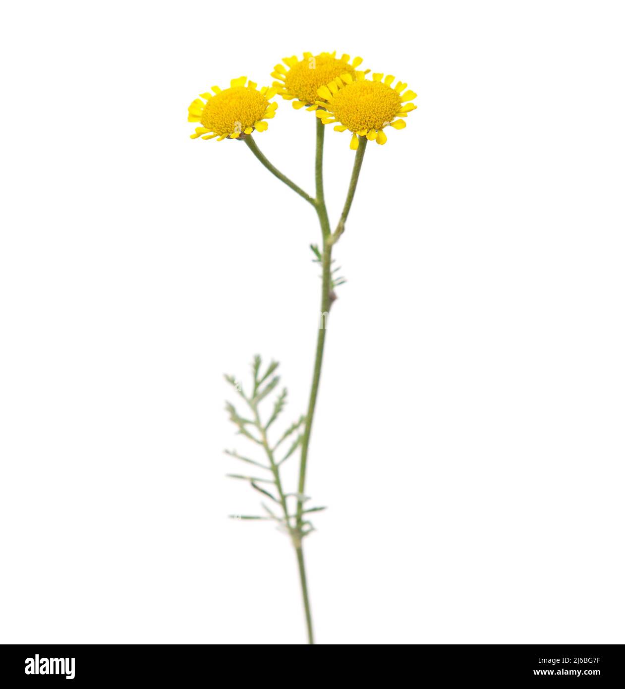 Flower of golden marguerite or yellow chamomile. Cota tinctoria Stock ...