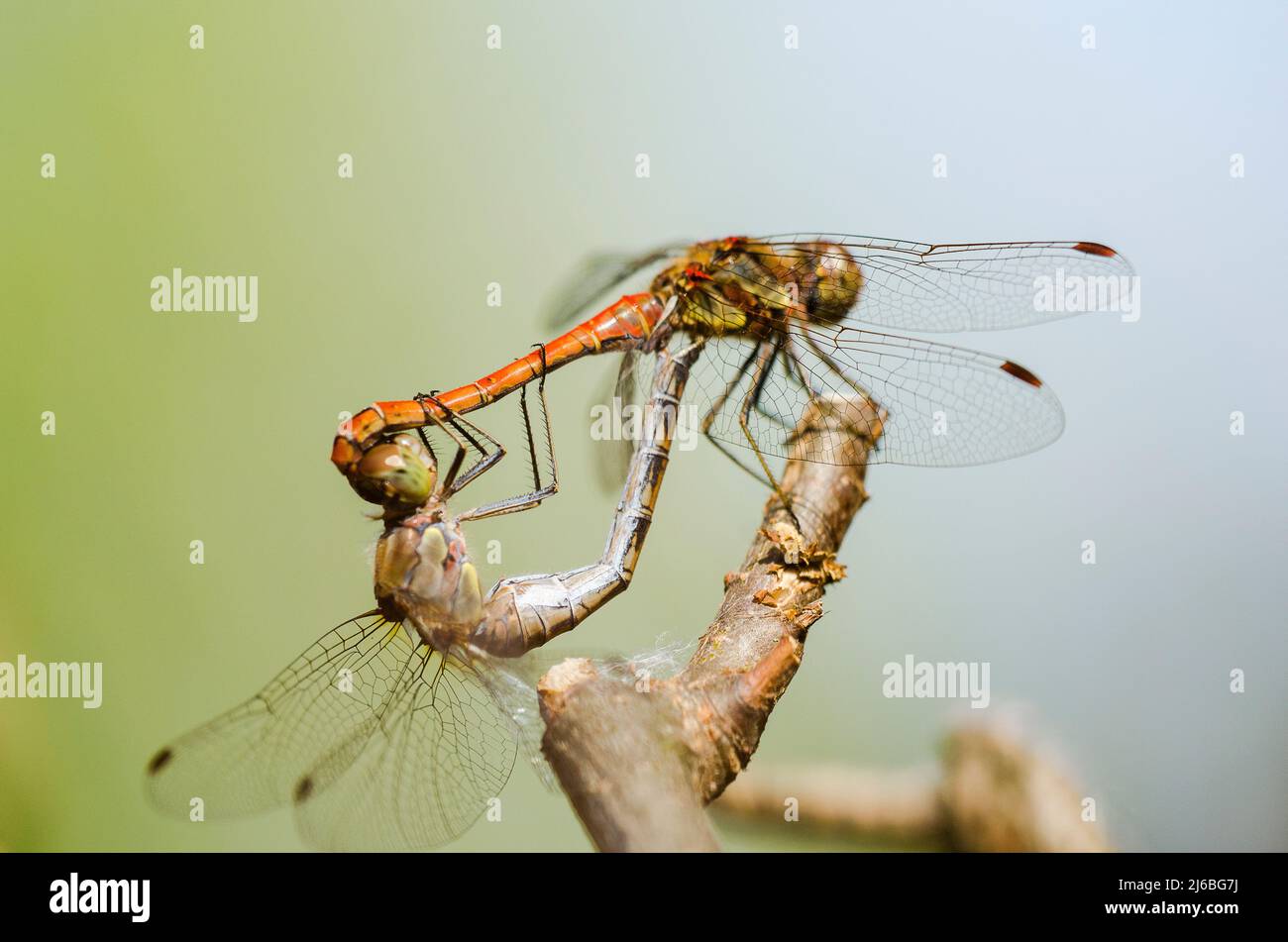 The common darter (Sympetrum striolatum) is a dragonfly of the family ...