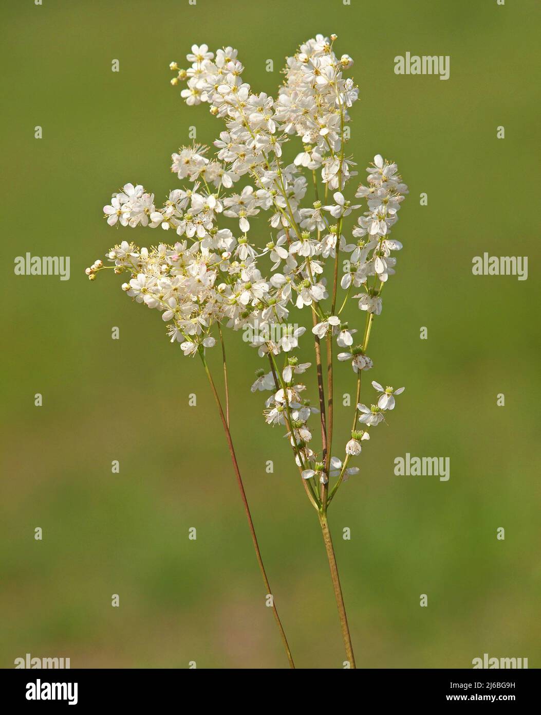 White flowers of Dropwort or Fern-leaf dropwort, Filipendula vulgaris ...