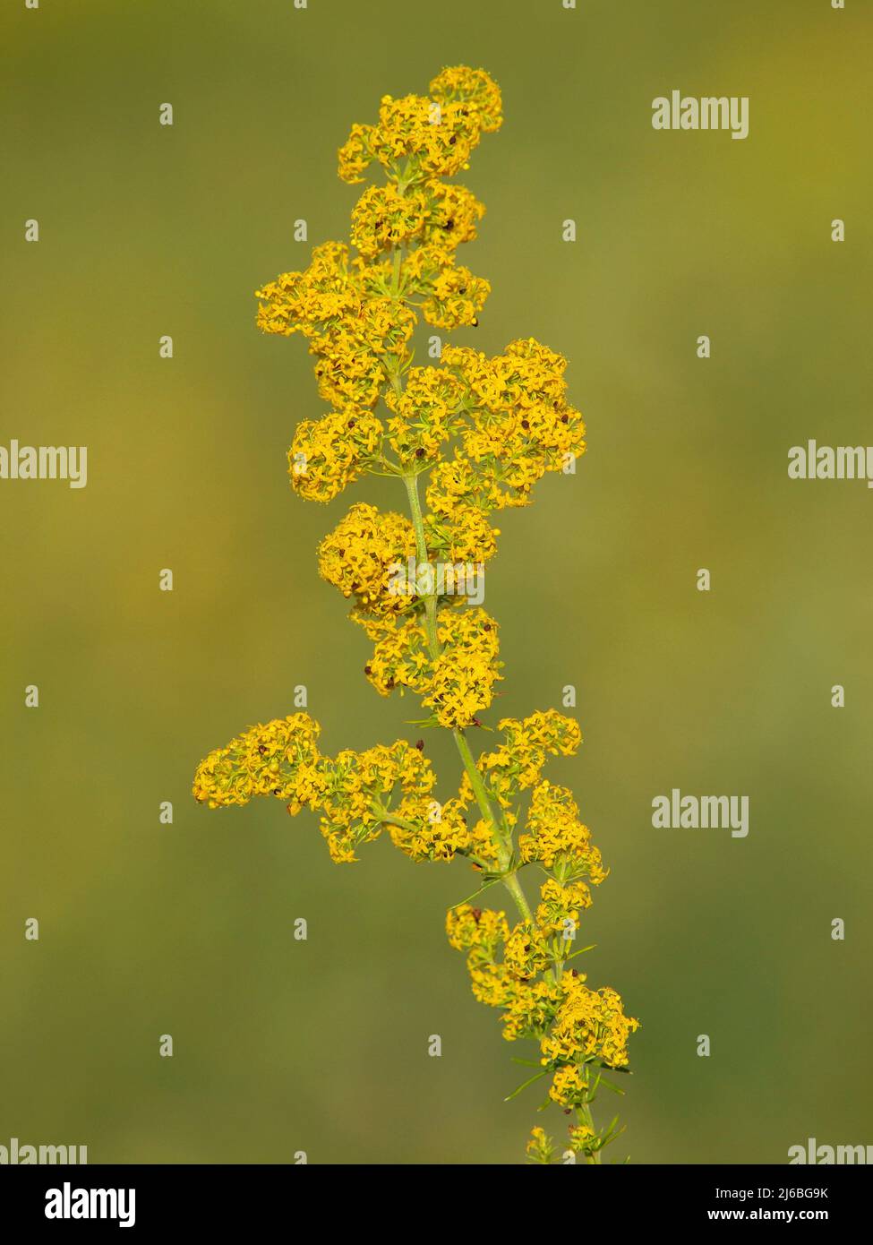 Yellow flowers of lady's bedstraw or yellow bedstraw plant, Galium ...