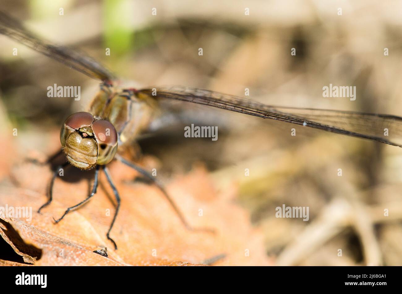 The common darter (Sympetrum striolatum) is a dragonfly of the family ...