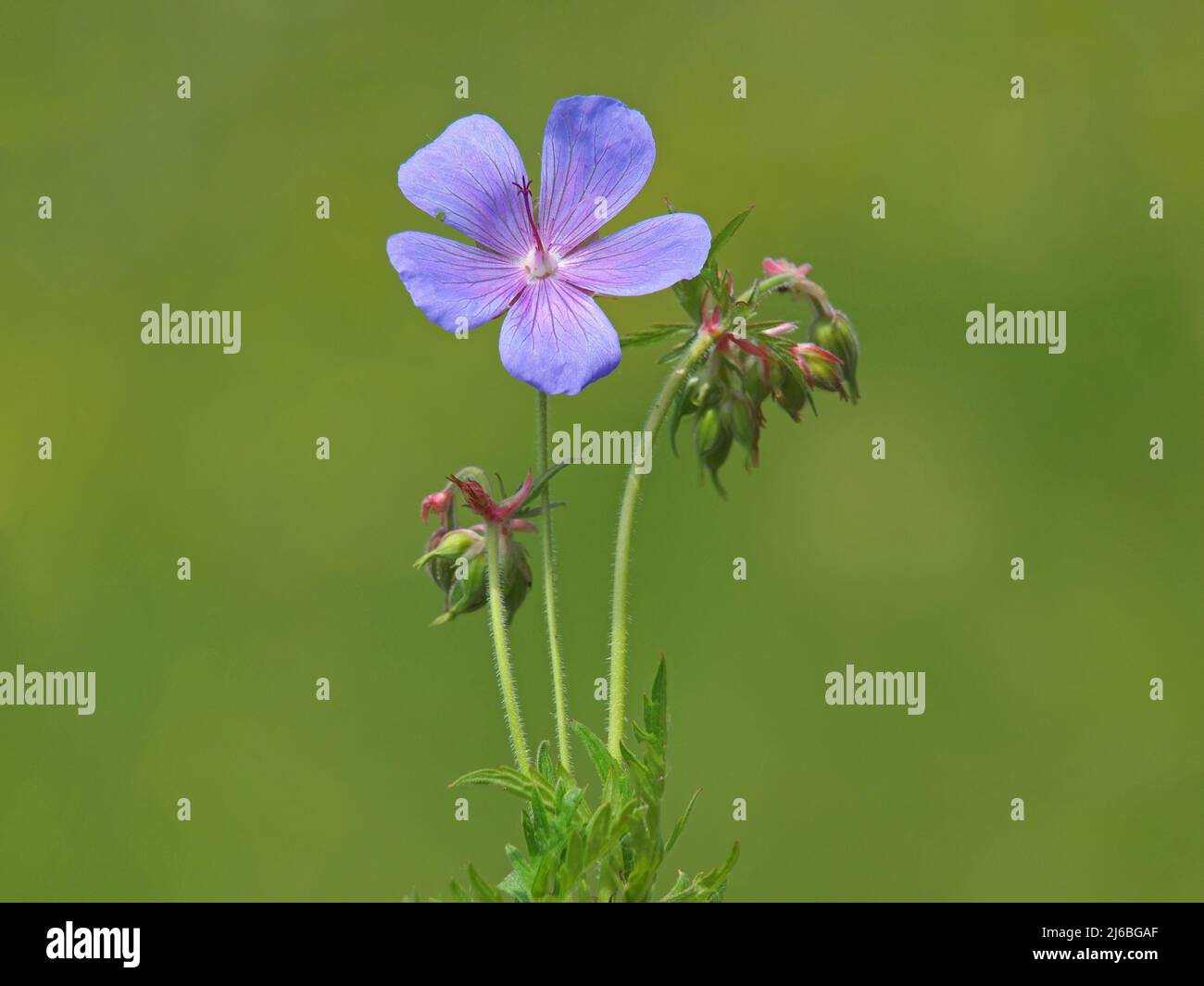 Blue flower of meadow cranesbill or meadow geranium, Geranium pratense ...