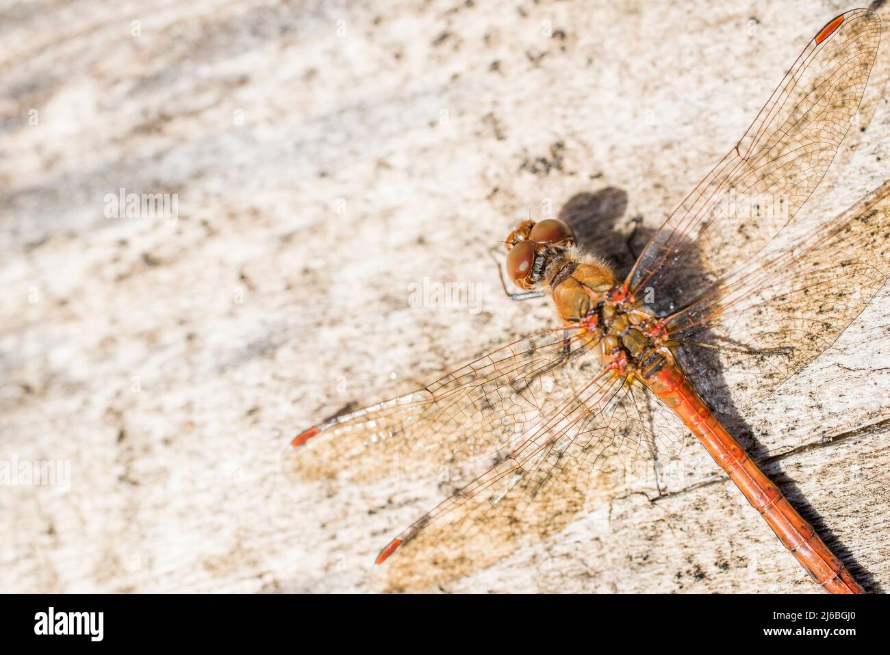 The common darter (Sympetrum striolatum) is a dragonfly of the family ...