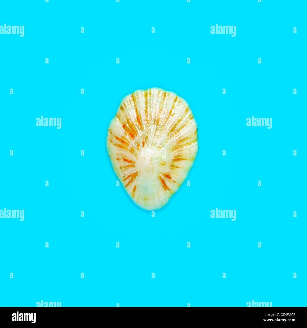 Flat Lay isolated image of a coastal seashell on a light blue ...