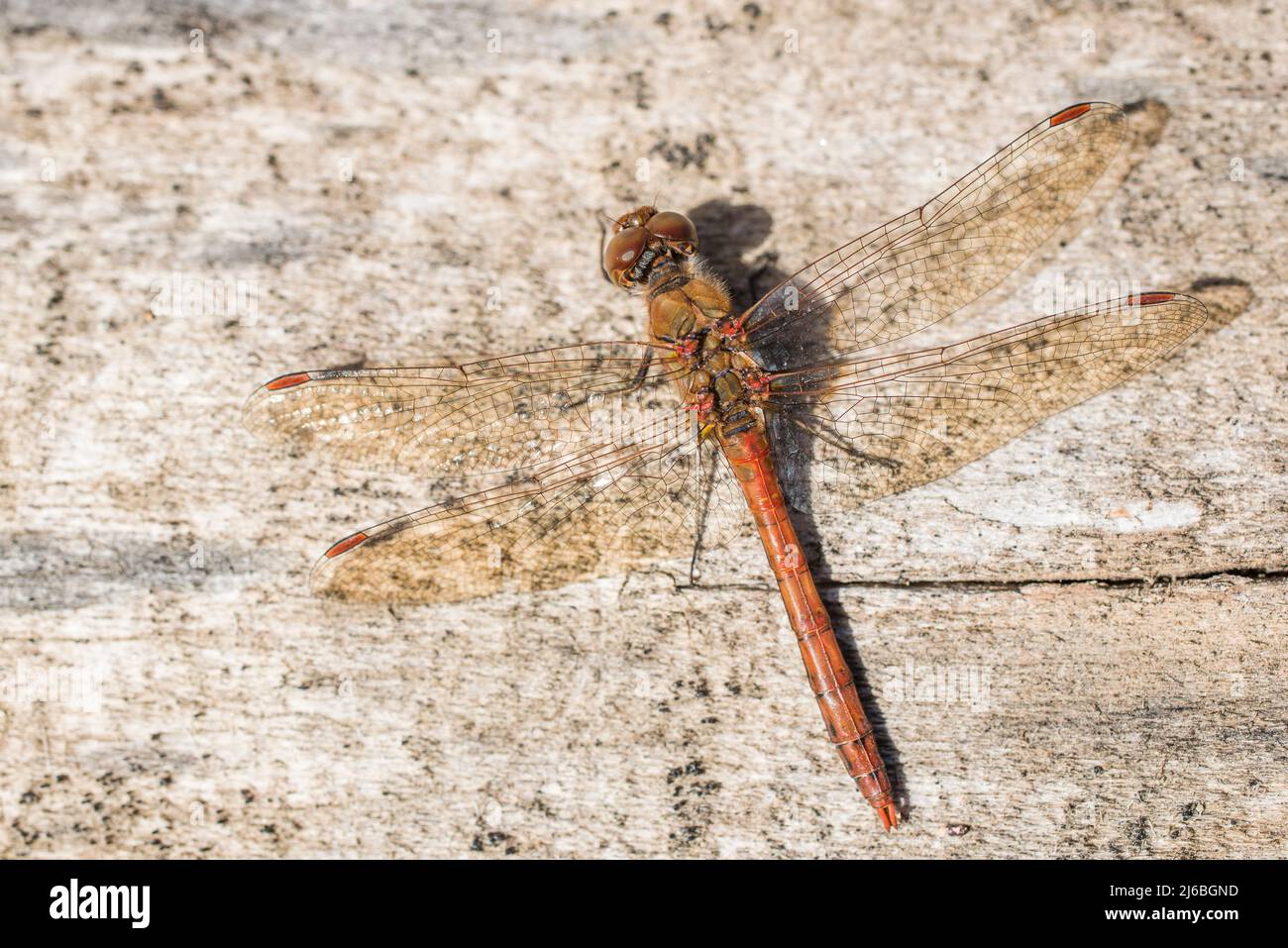 The common darter (Sympetrum striolatum) is a dragonfly of the family ...