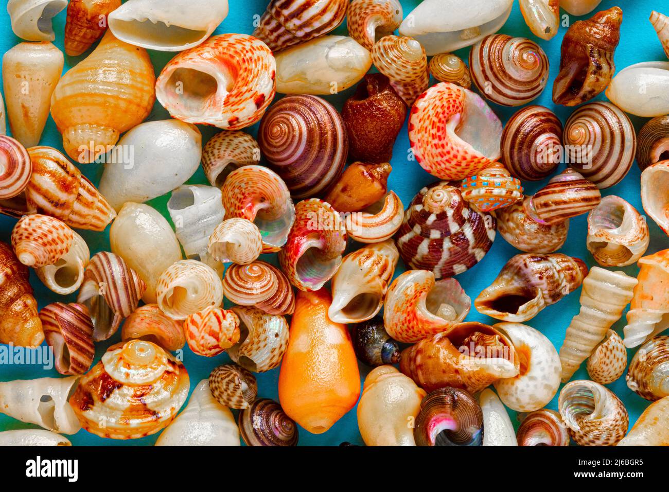 Flat Lay wallpaper background image of coastal seashells on a light ...