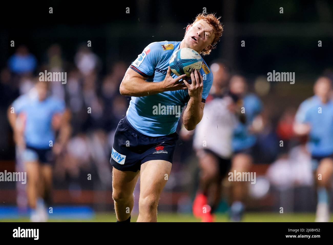 Tane edmed waratahs hi-res stock photography and images - Alamy