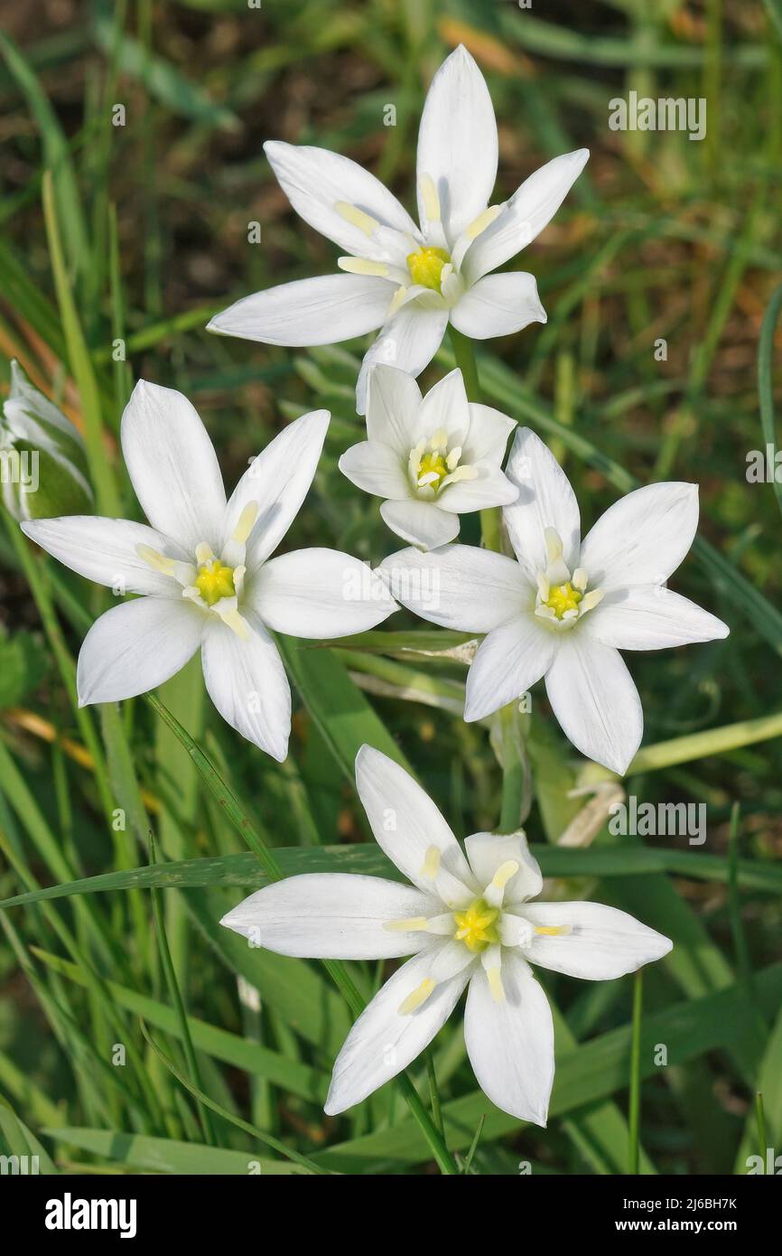Ornithogalum umbellatum in grass hi-res stock photography and images ...