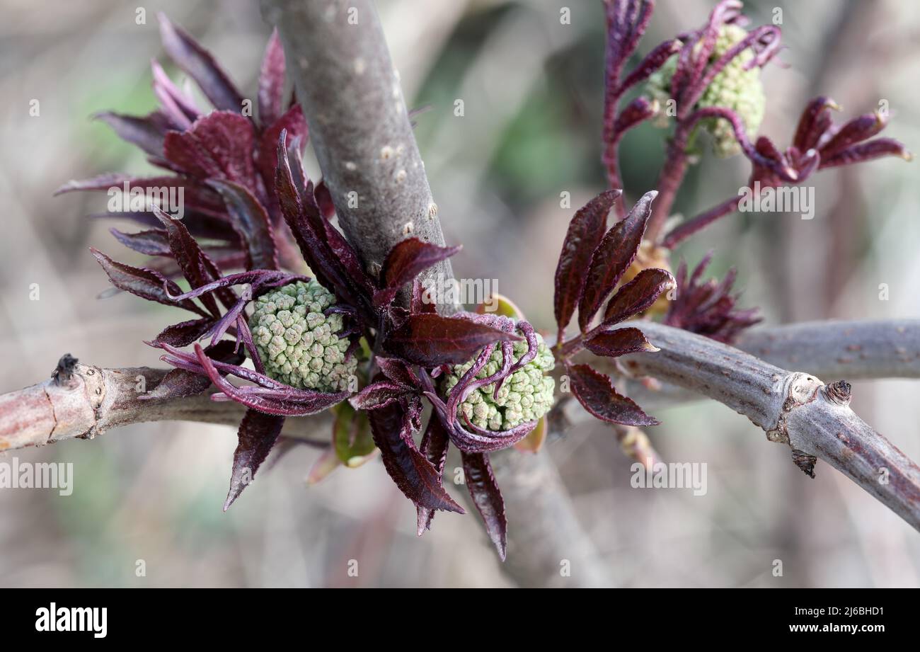 Red elderberry (Sambucus racemosa Stock Photo - Alamy