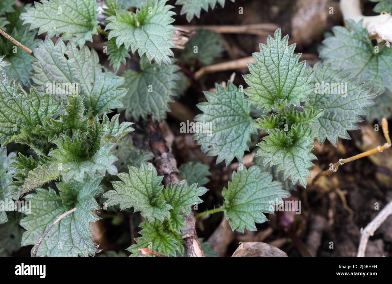 Common nettle young sprouts Stock Photo - Alamy