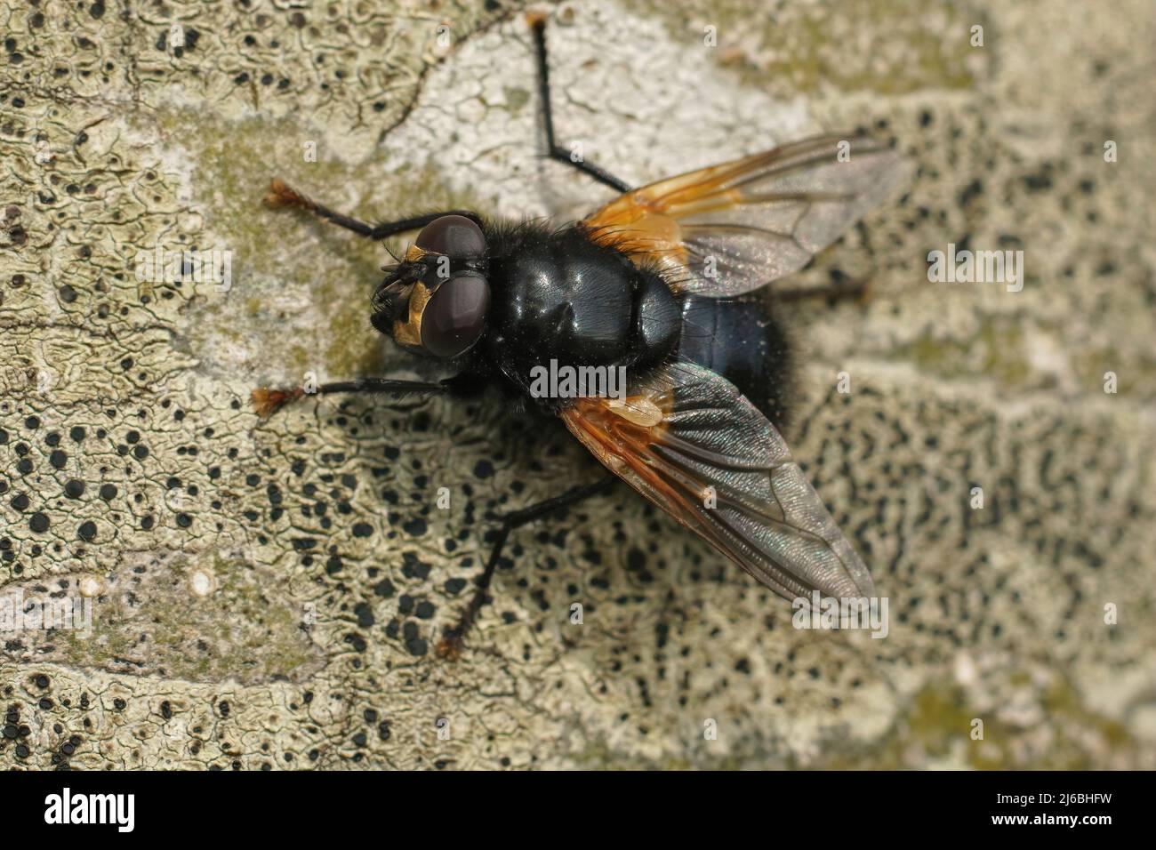 Closeup on an orange, black noon fly, Mesembrina meridiana, sitting on ...