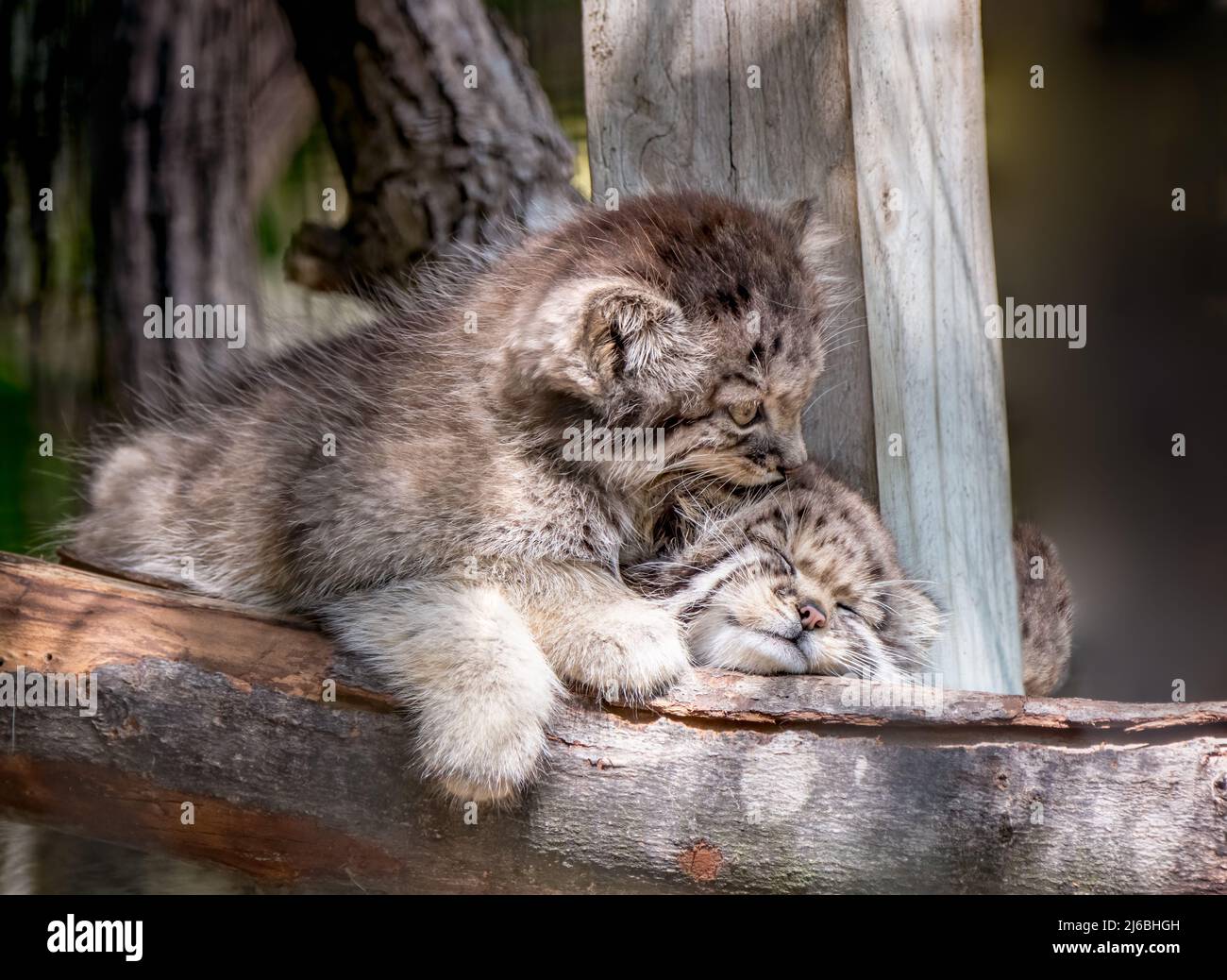 Cute Palllas cat.The name honours Peter Simon Pallas, the naturalist ...