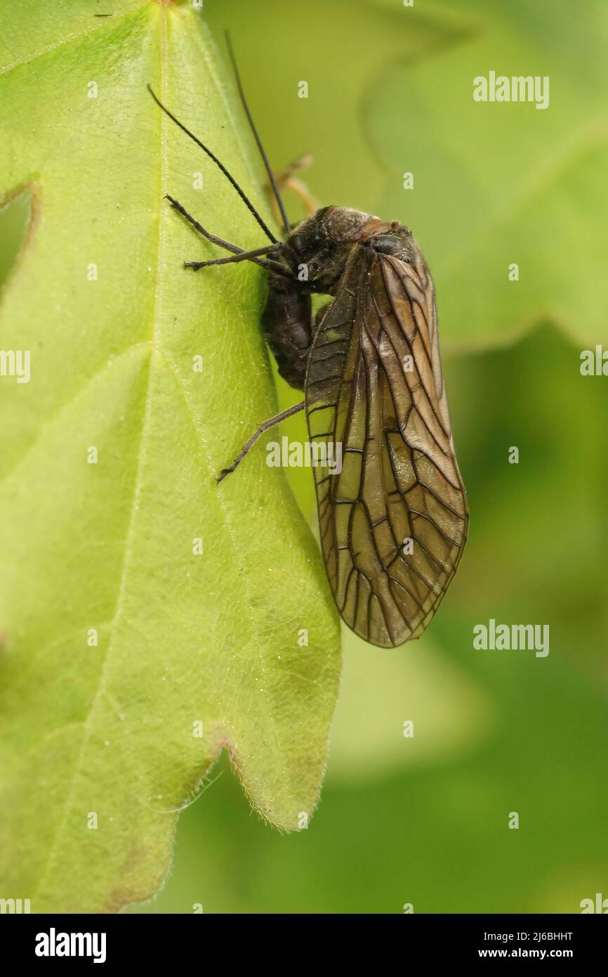 Alderfly hi-res stock photography and images - Alamy