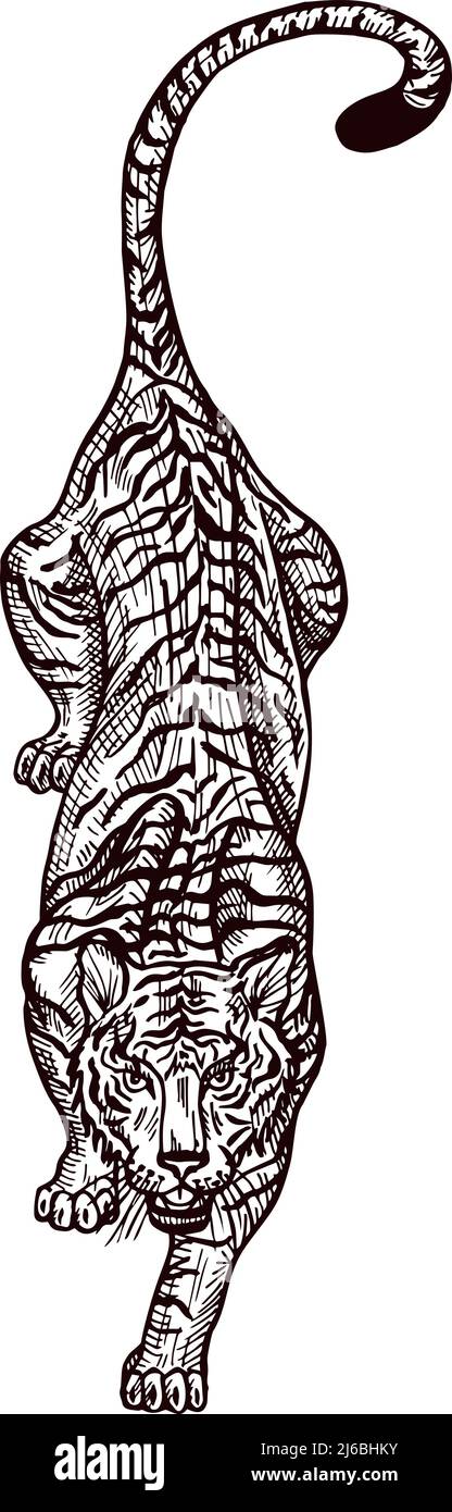 Engraved Tiger hunting in isolated white background. Vintage wild ...