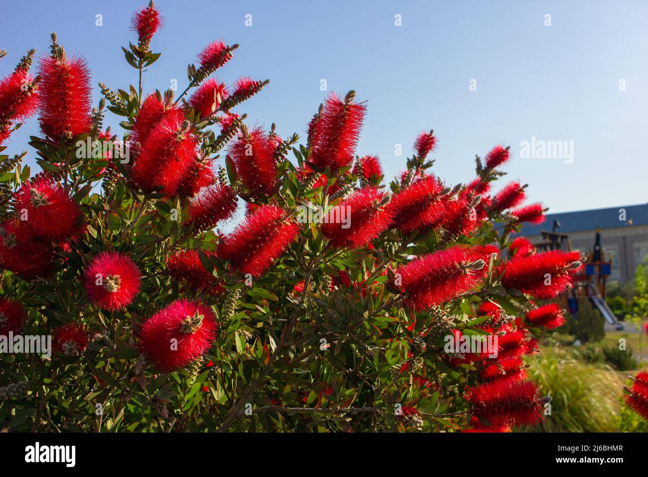 Decorative bushes hi-res stock photography and images - Alamy