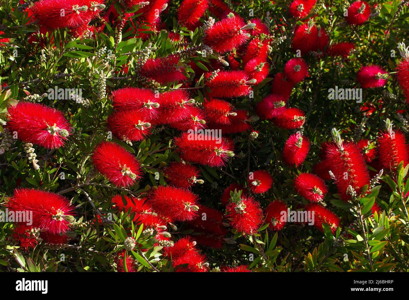 Beautiful decorative bushes. Callistemon is beautiful Stock Photo - Alamy