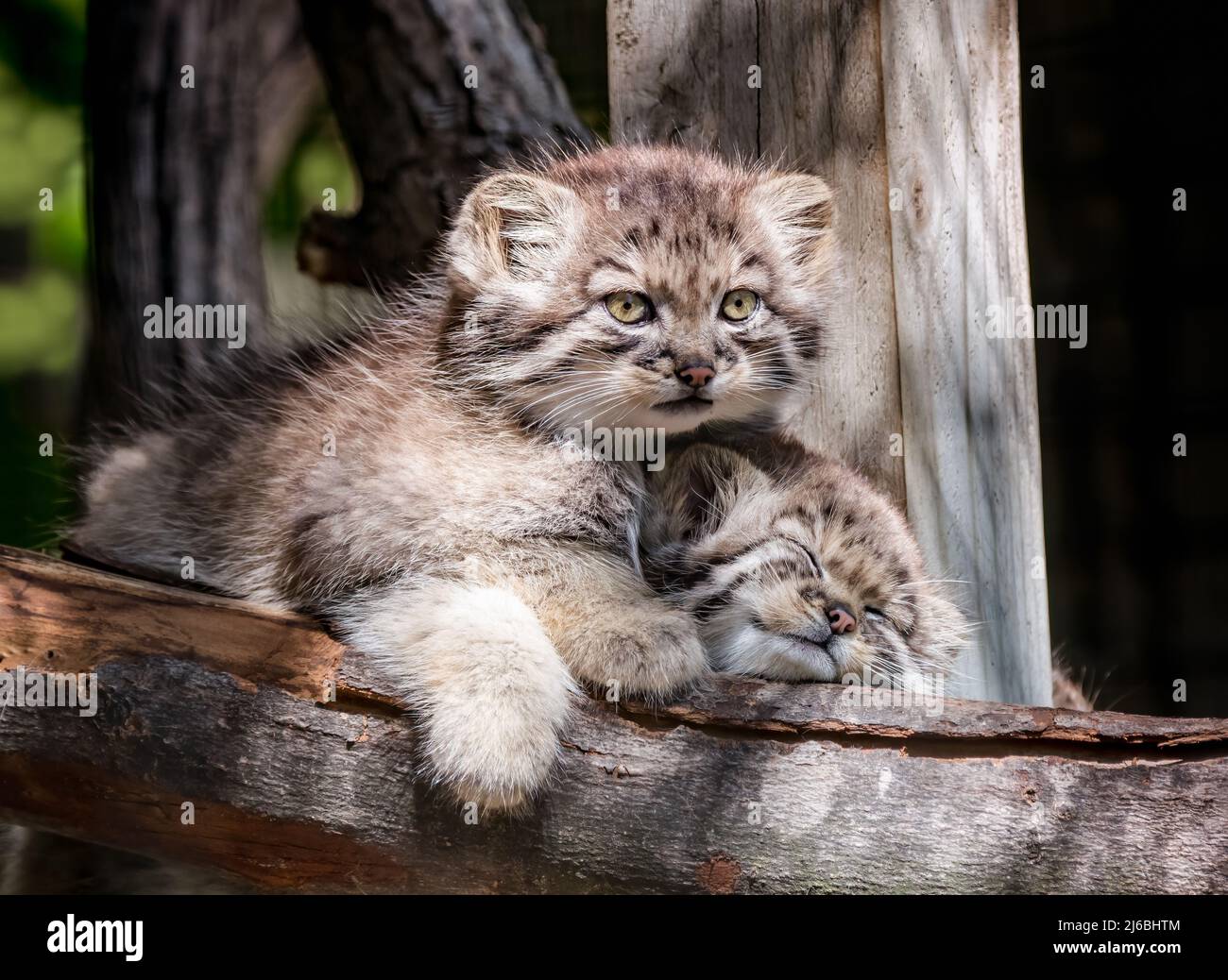 Cute Palllas cat.The name honours Peter Simon Pallas, the naturalist ...