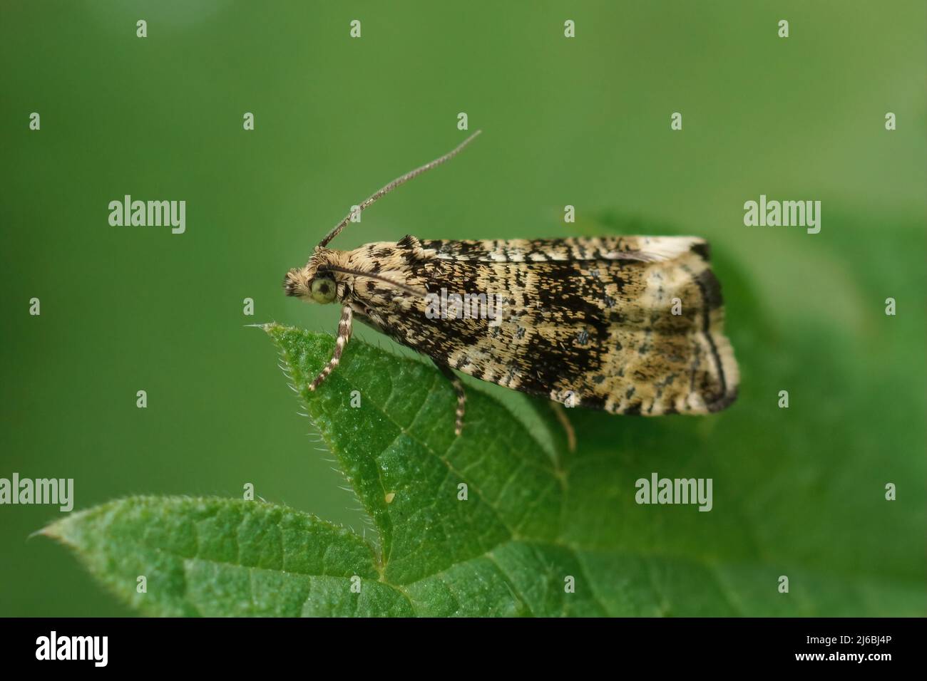 Common marble moth hi-res stock photography and images - Alamy