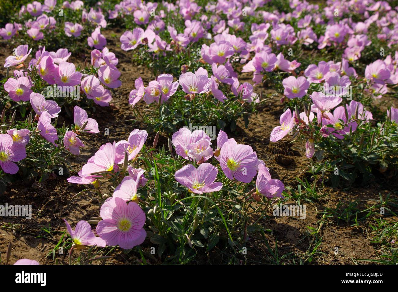 Medicine evening primrose hi-res stock photography and images - Alamy