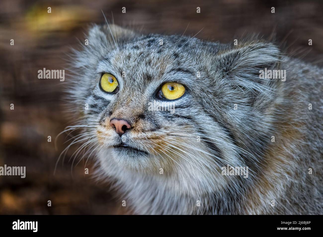 Cute Palllas cat.The name honours Peter Simon Pallas, the naturalist ...