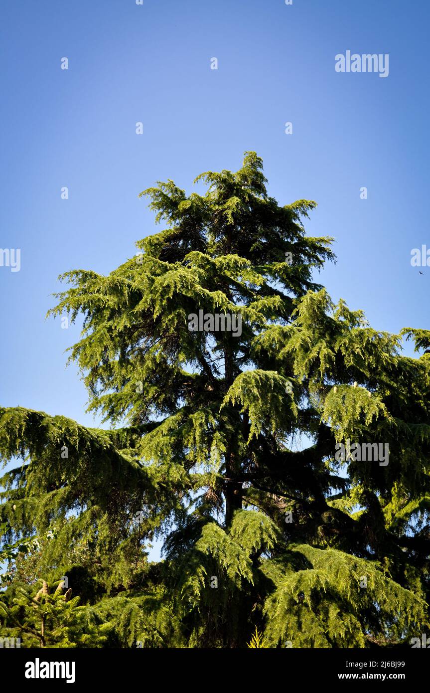 Needle leaf pine tree in its natural environment, pine tree in nature ...