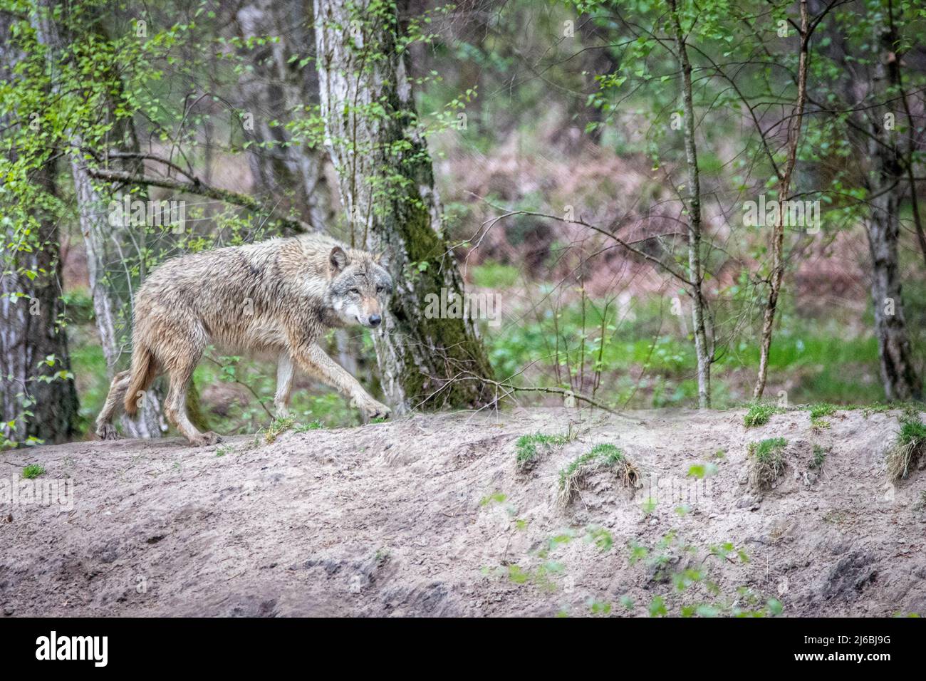 a common gray wolf walking through a forest Stock Photo - Alamy