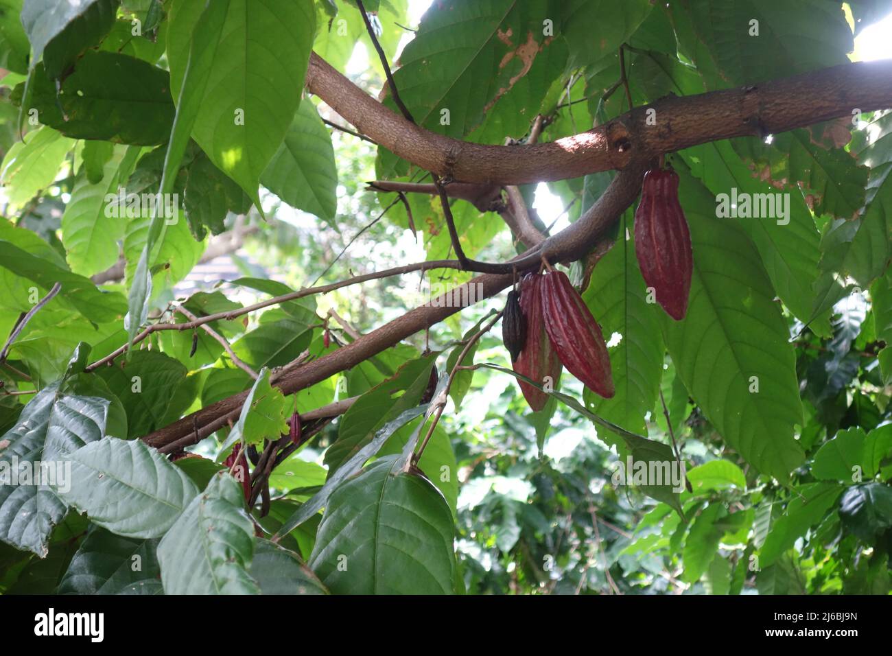 Cocoa tree leaves hi-res stock photography and images - Alamy