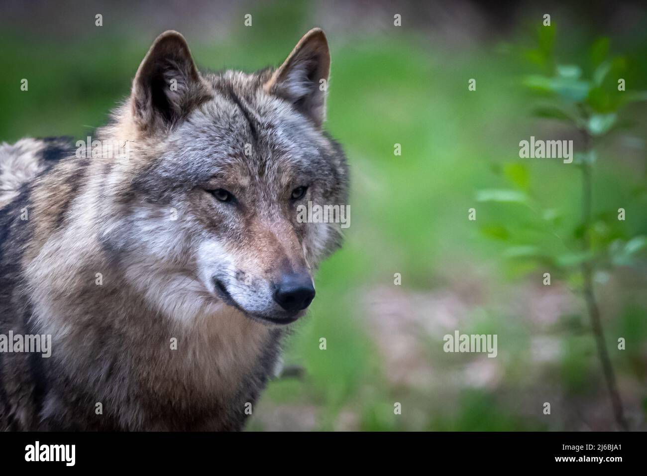 portrait of a gray timber wolf before a green background Stock Photo ...