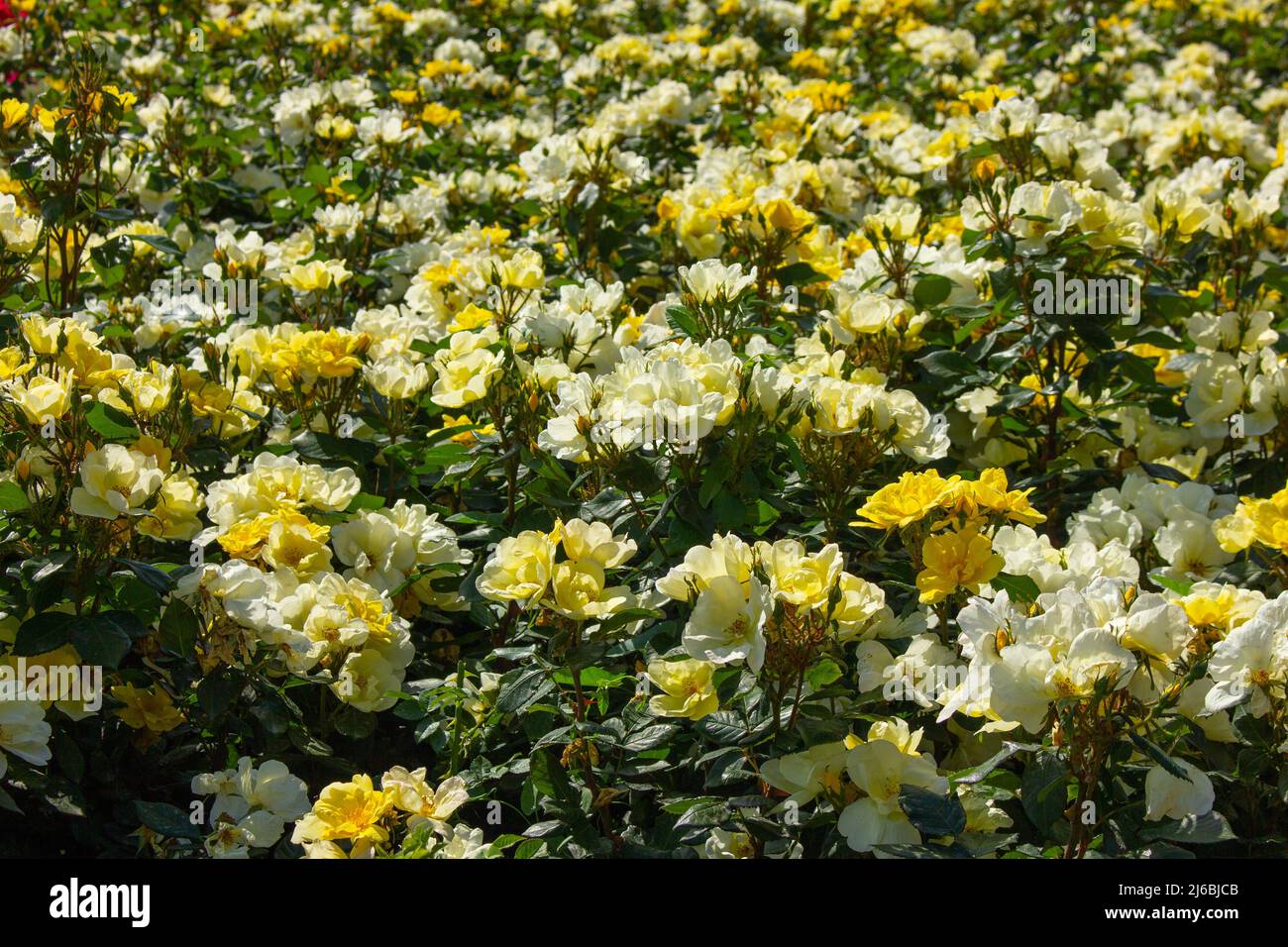 Boulevard rose hi-res stock photography and images - Alamy