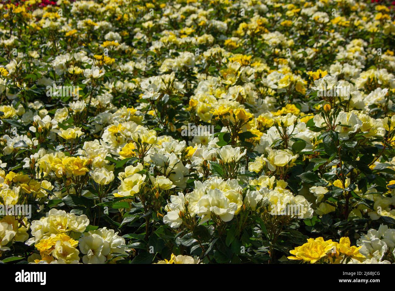 Boulevard rose hi-res stock photography and images - Alamy