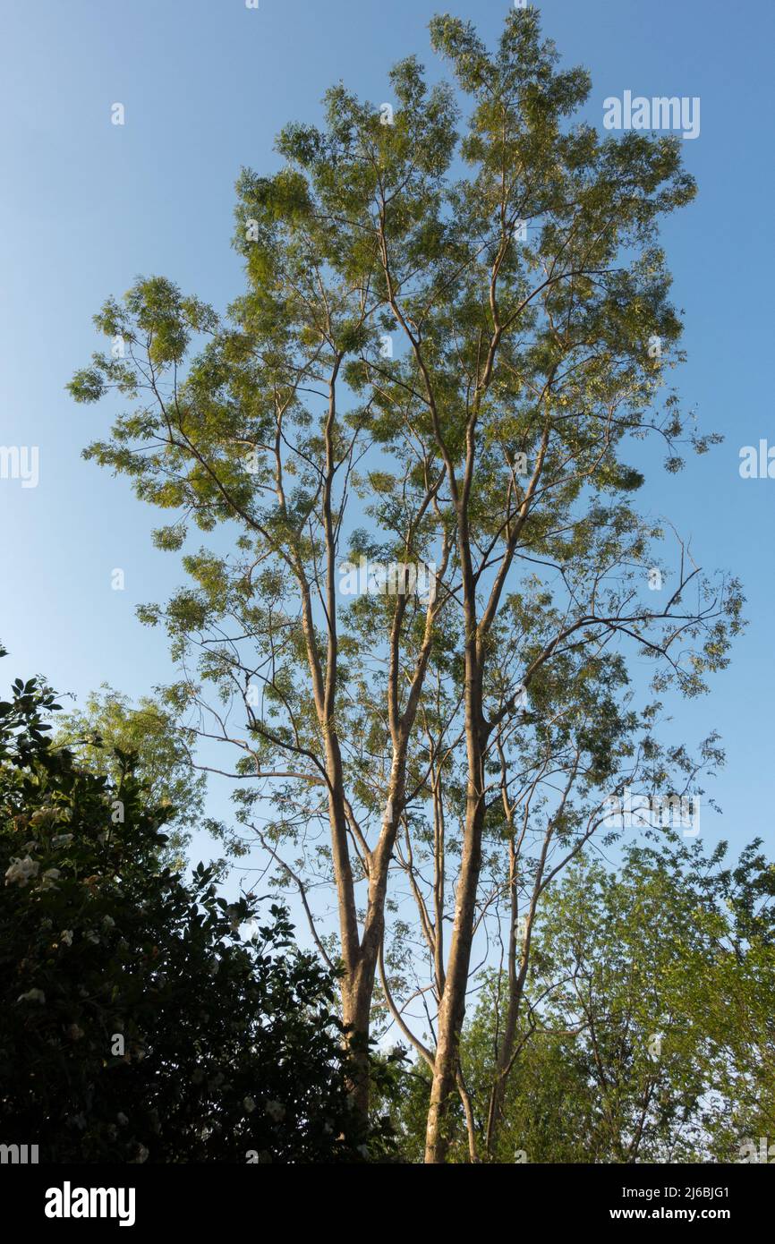 A full-grown Kashi tree in an Indian forest region. A variety of ...