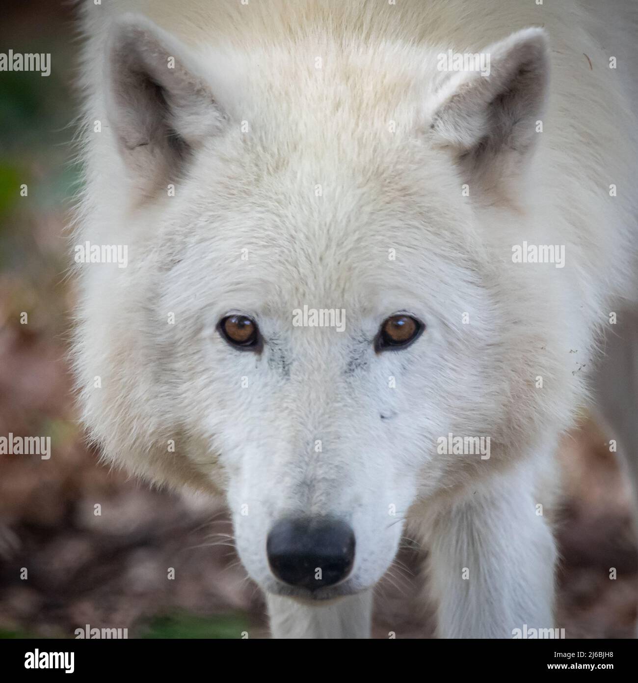 Tundra wolf canis lupus albus hi-res stock photography and images - Alamy