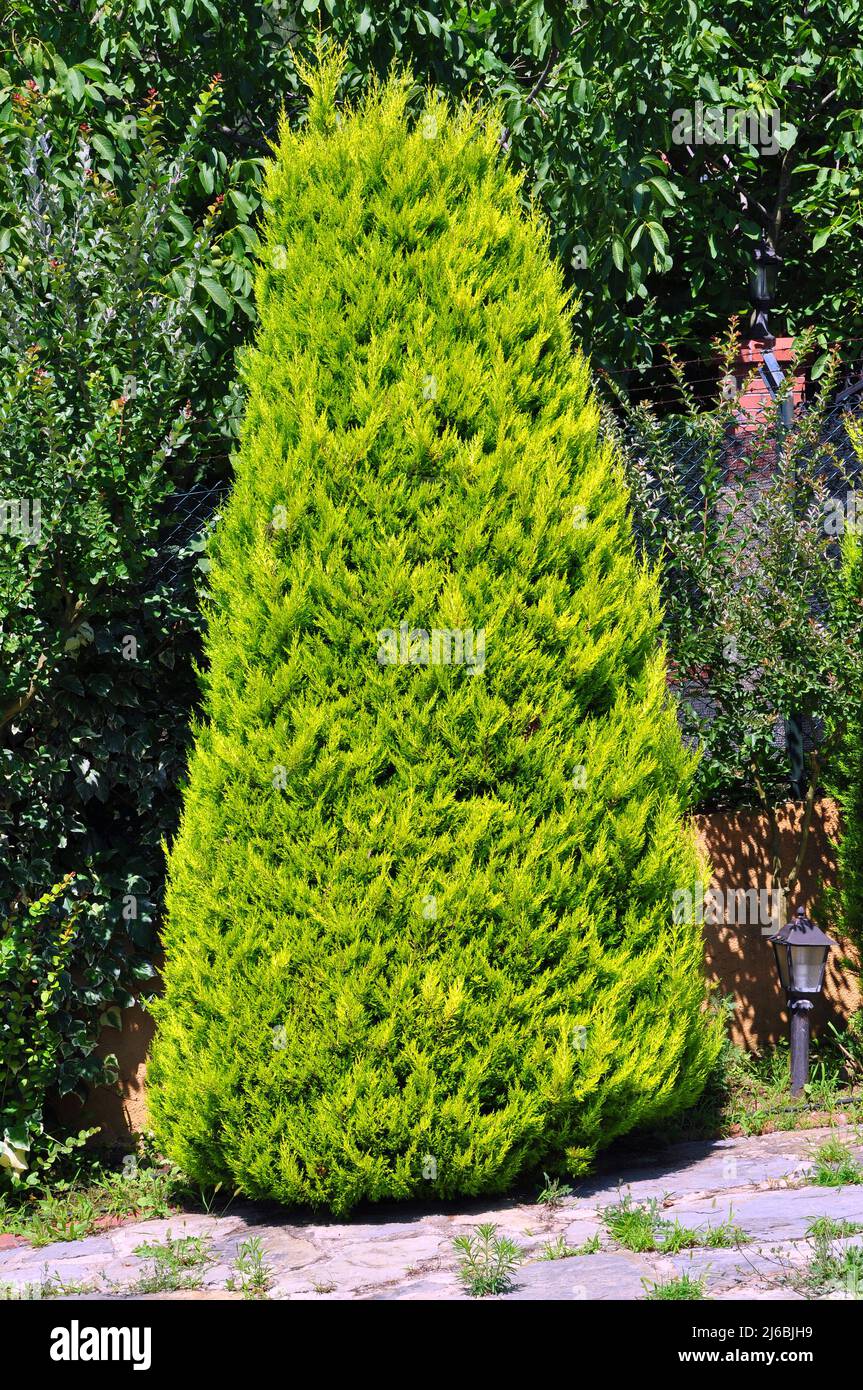 Needle leaf pine tree in its natural environment, pine tree in nature ...