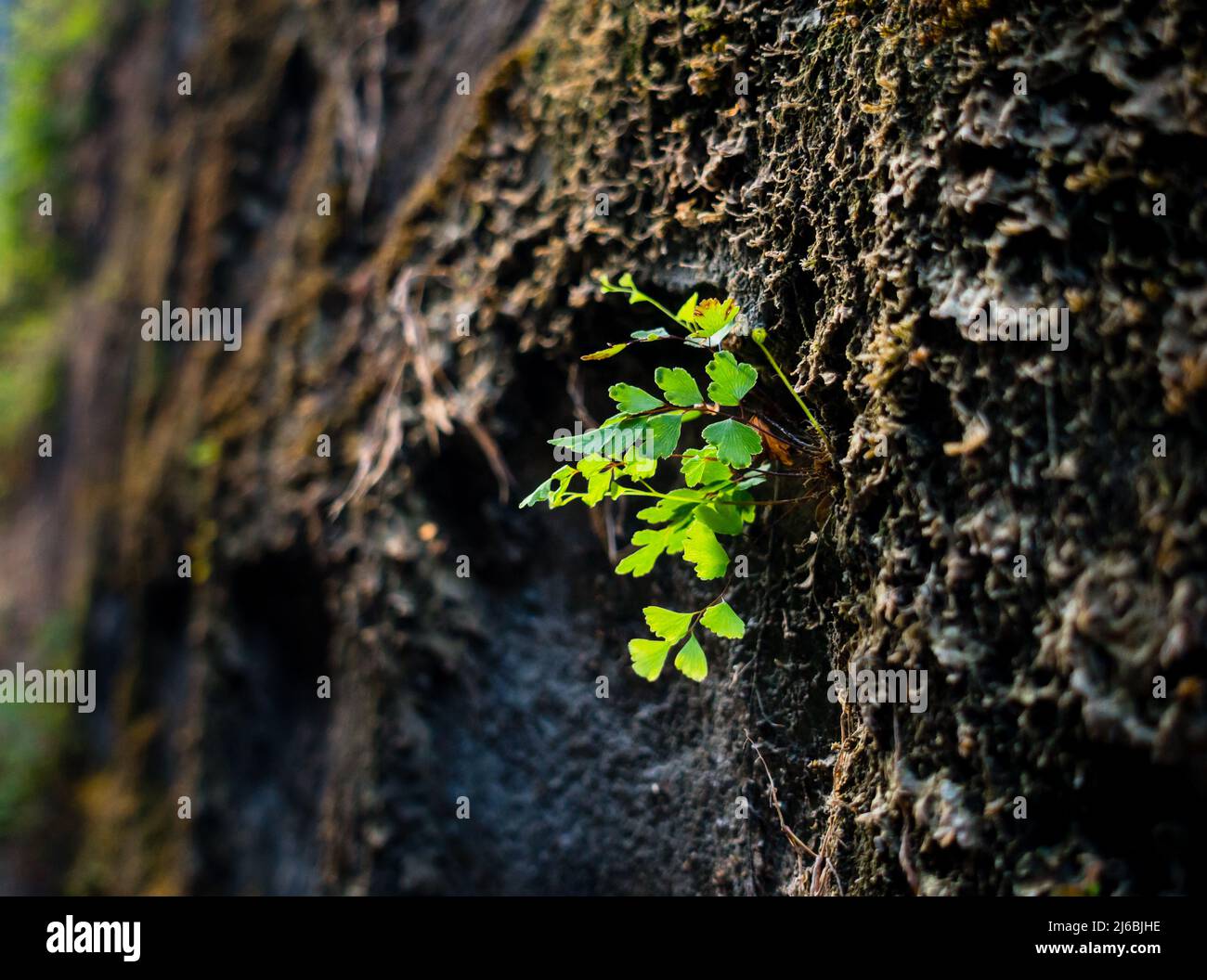A close up shot of camphor laurel leaves. Cinnamomum camphora is a ...