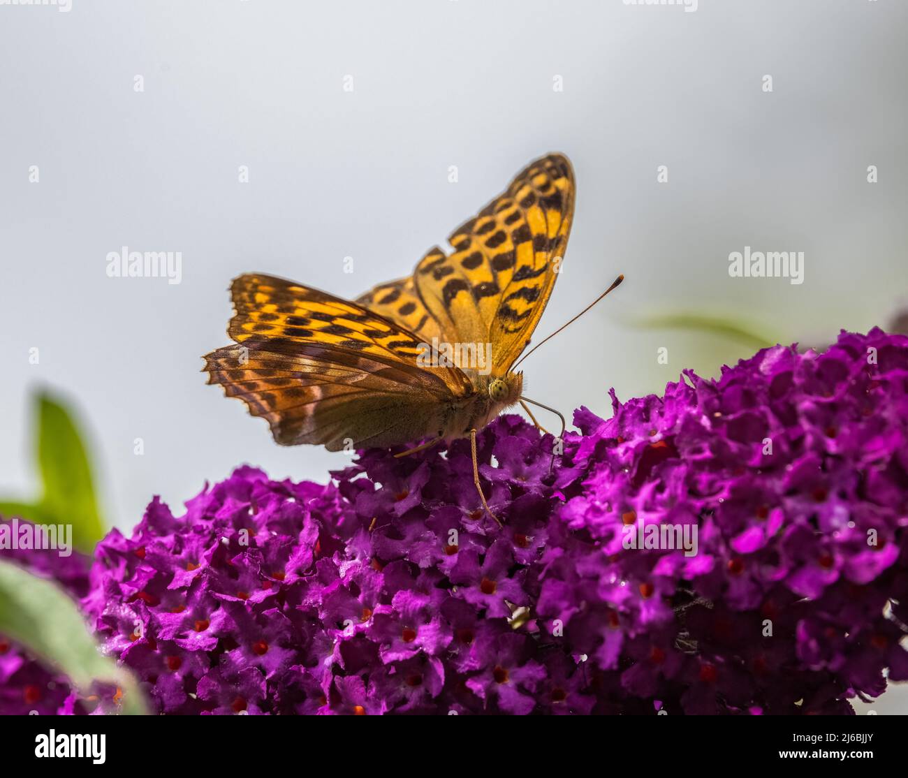 Dark Green Fratillary (Speyeria aglaja) on a Buddleia Flower Stock ...